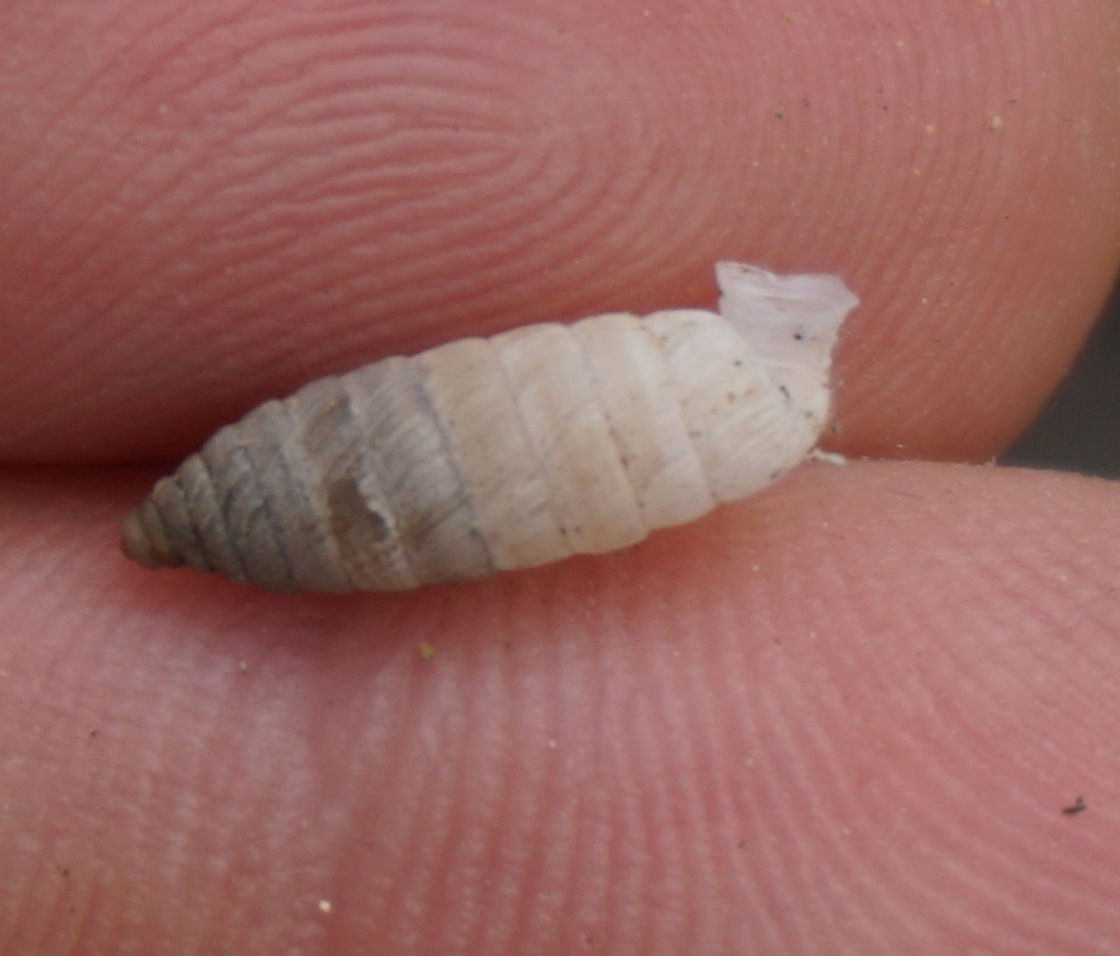 New Braunfels Holospira in October 2016 by Benjamin Schwartz · iNaturalist