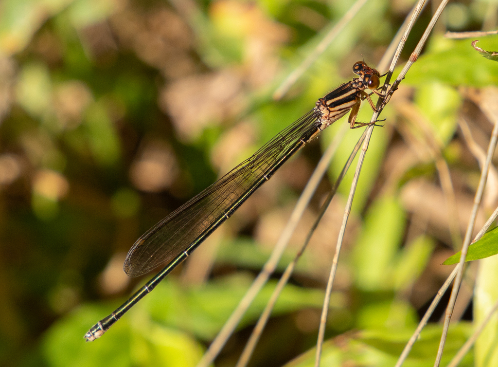 Flame-headed Riverdamsel from Dundas NSW 2117, Australia on February 9 ...