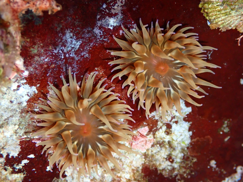 Anemonia mutabilis from Central Coast NSW, Australia on April 12, 2025 ...