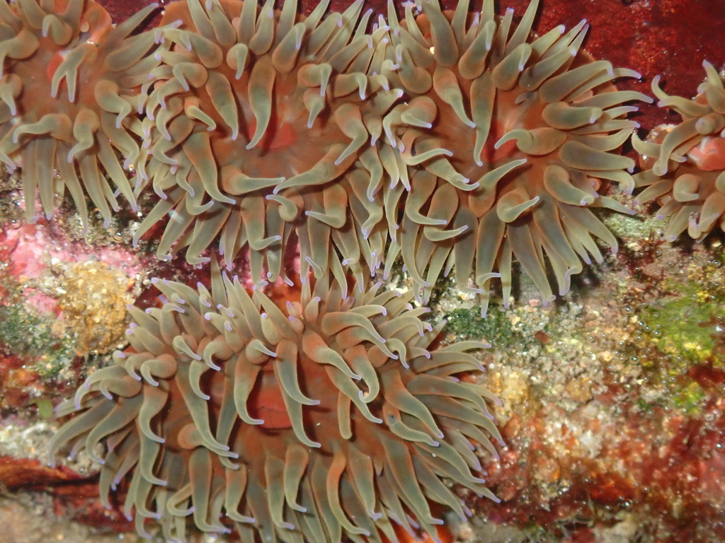 Anemonia mutabilis from Central Coast NSW, Australia on April 12, 2025 ...