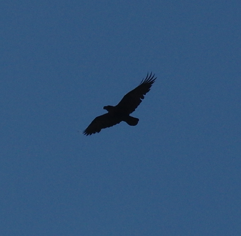 White-necked Raven from Ouberg road west of R356, southwest of ...