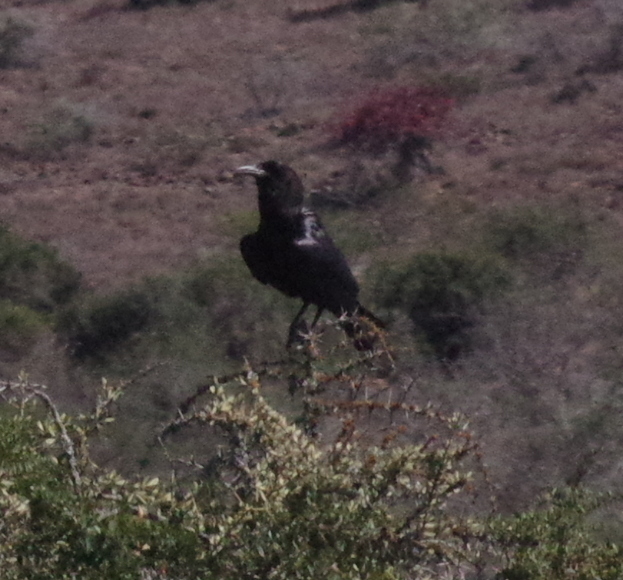 Cape Crow from Kommadagga to Jansenville on the R400, Darlington Dam ...