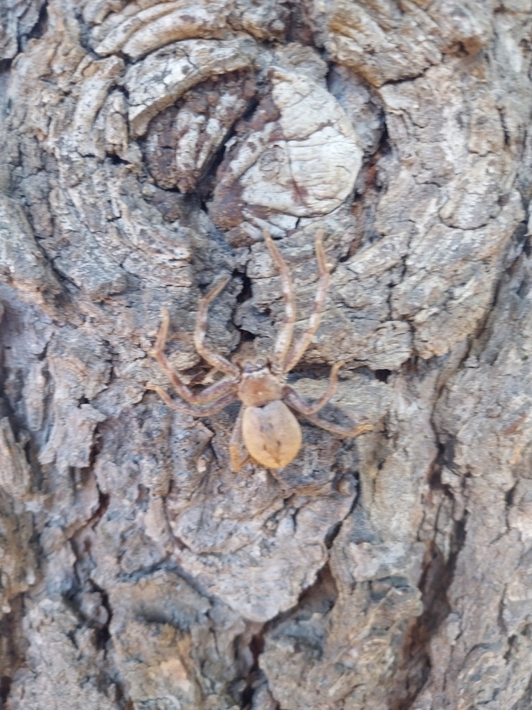Isopedella from Dubbo NSW 2830, Australia on June 1, 2025 at 11:35 AM ...