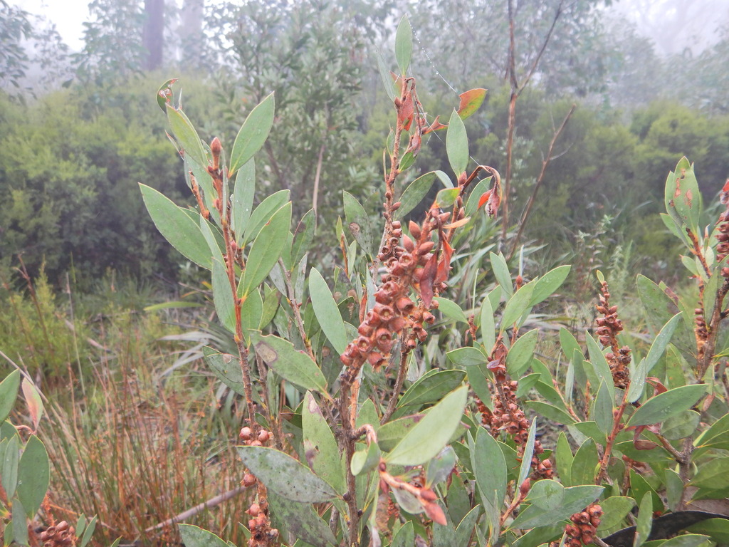 Lemon Bottlebrush from Warburton, Mt Boobyalla, VIC 3799, Australia on ...