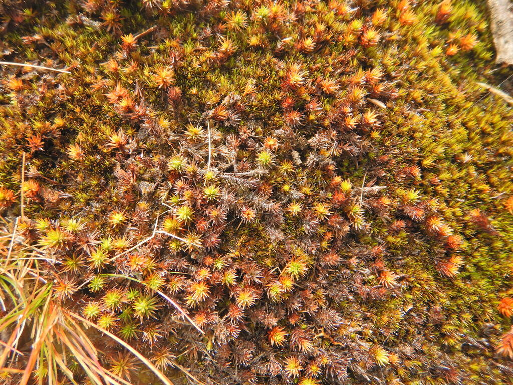 juniper haircap moss from Warburton, Mt Boobyalla, VIC 3799, Australia ...
