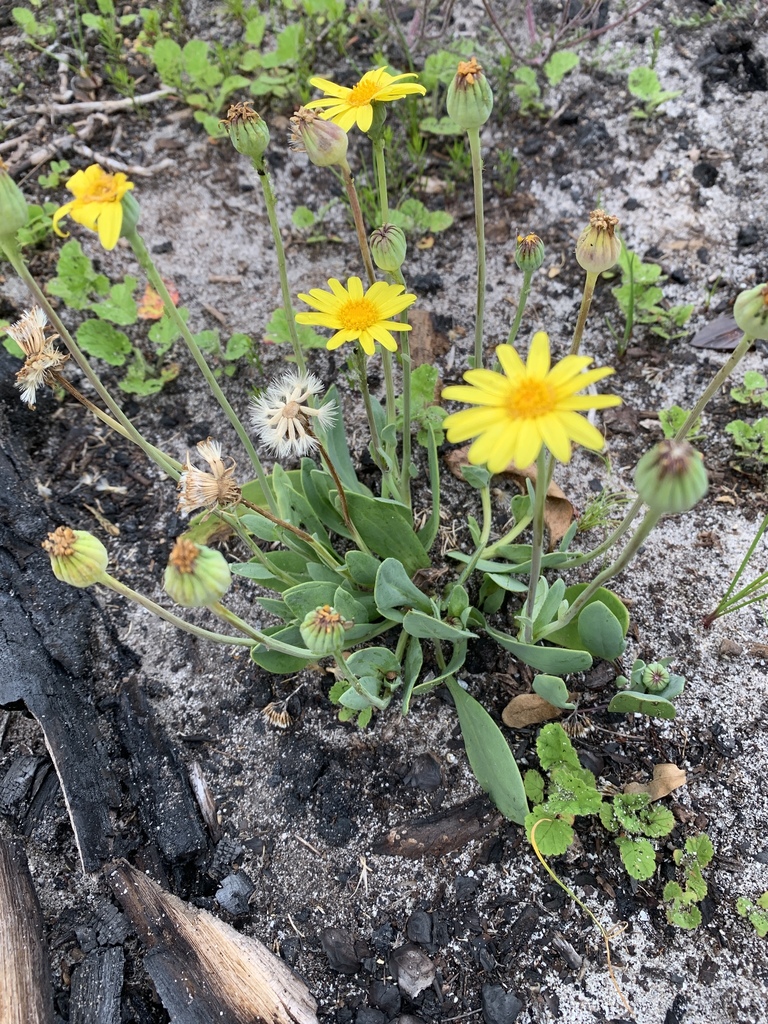 Bulbous Babooncabbage (Othonna bulbosa) - Botanical Realm