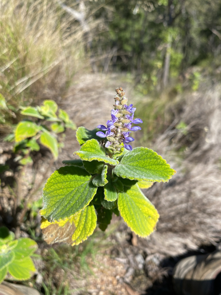 Hullworts from Mount Zero-Taravale, QLD, AU on June 1, 2025 at 01:31 PM ...