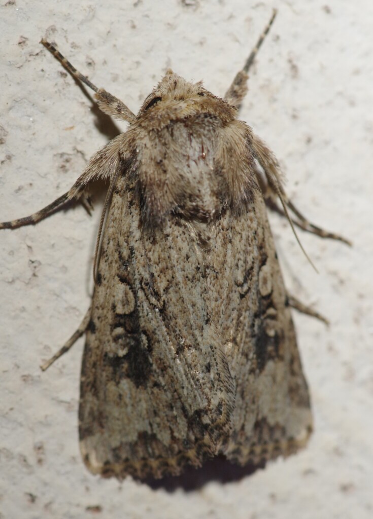 Butterflies and Moths from 9 Shepperson Lane, Sunnyside, 6139 ...