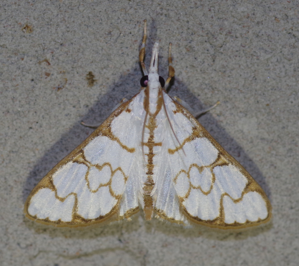 Goldlace Ivory from Grahamstown, Sunny Side, Shepperson Lane ...