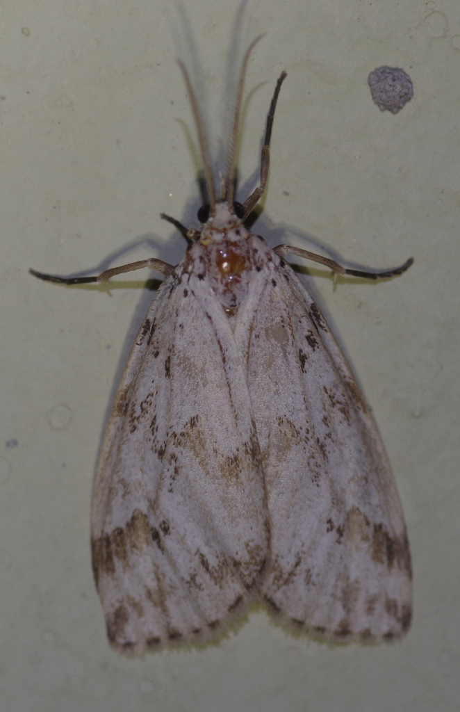 Cape Ivy Moth from Grahamstown, Sunny Side, Shepperson Lane ...