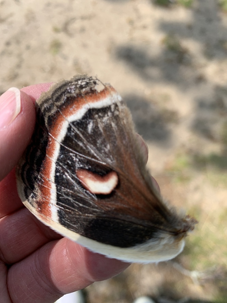 Cecropia Moth from Martha's Vineyard, West Tisbury, MA, US on June 5 ...