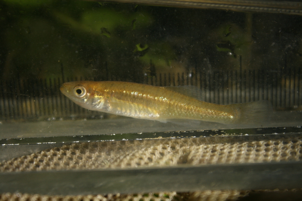 Banded Killifish from Strabane, Hamilton, ON L8B, Canada on June 7 ...
