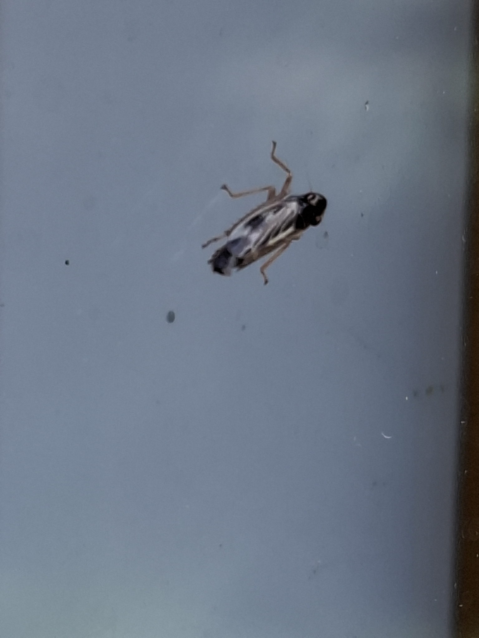 Evacanthus acuminatus | Insect Vectors of Plant Disease