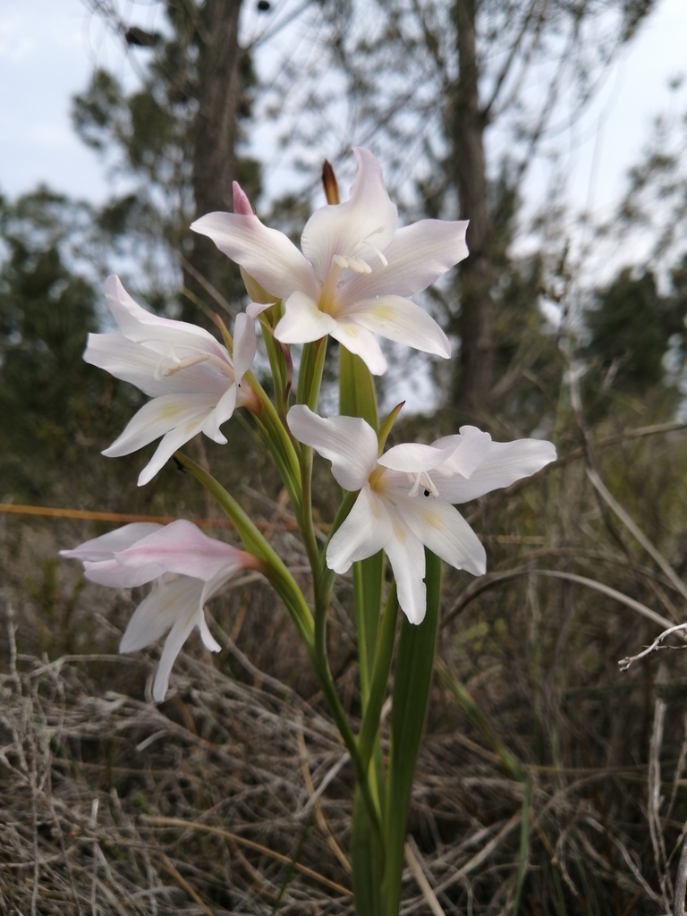 Painted Lady from Caledon, South Africa on September 18, 2019 at 12:36 ...
