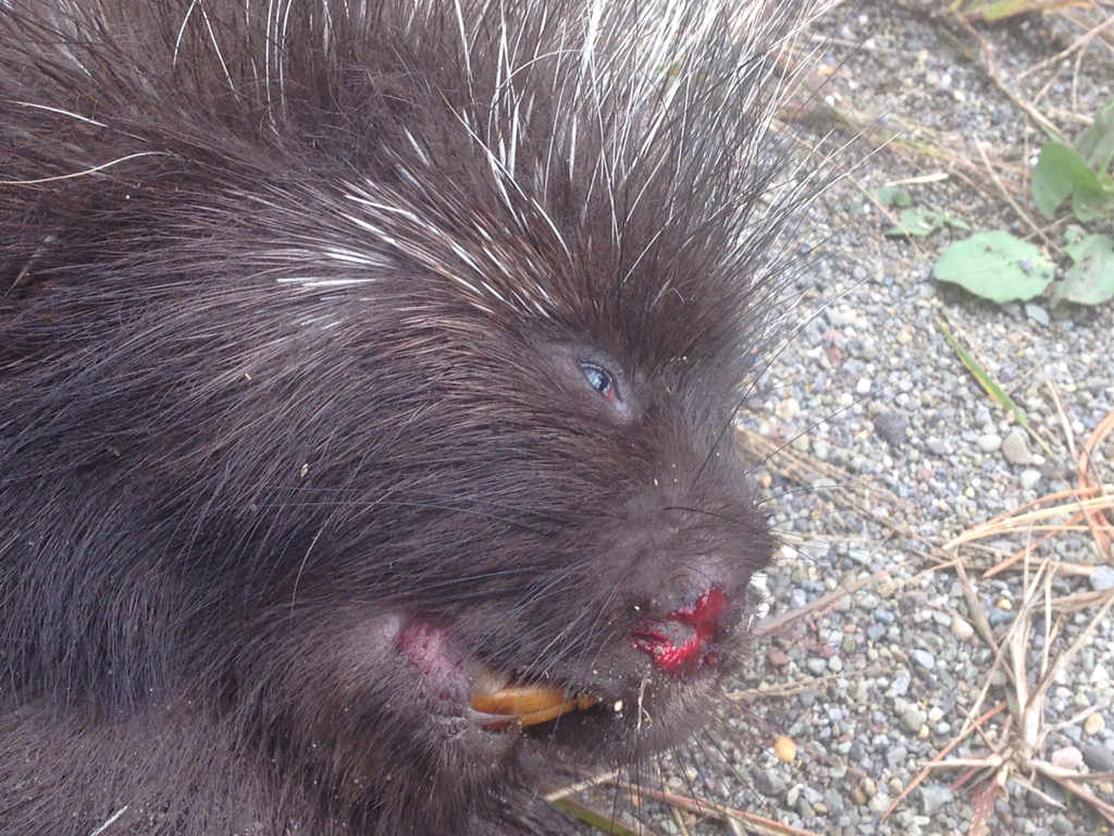 North American Porcupine from 11501–11799 Short Tract Rd, Granger, NY ...