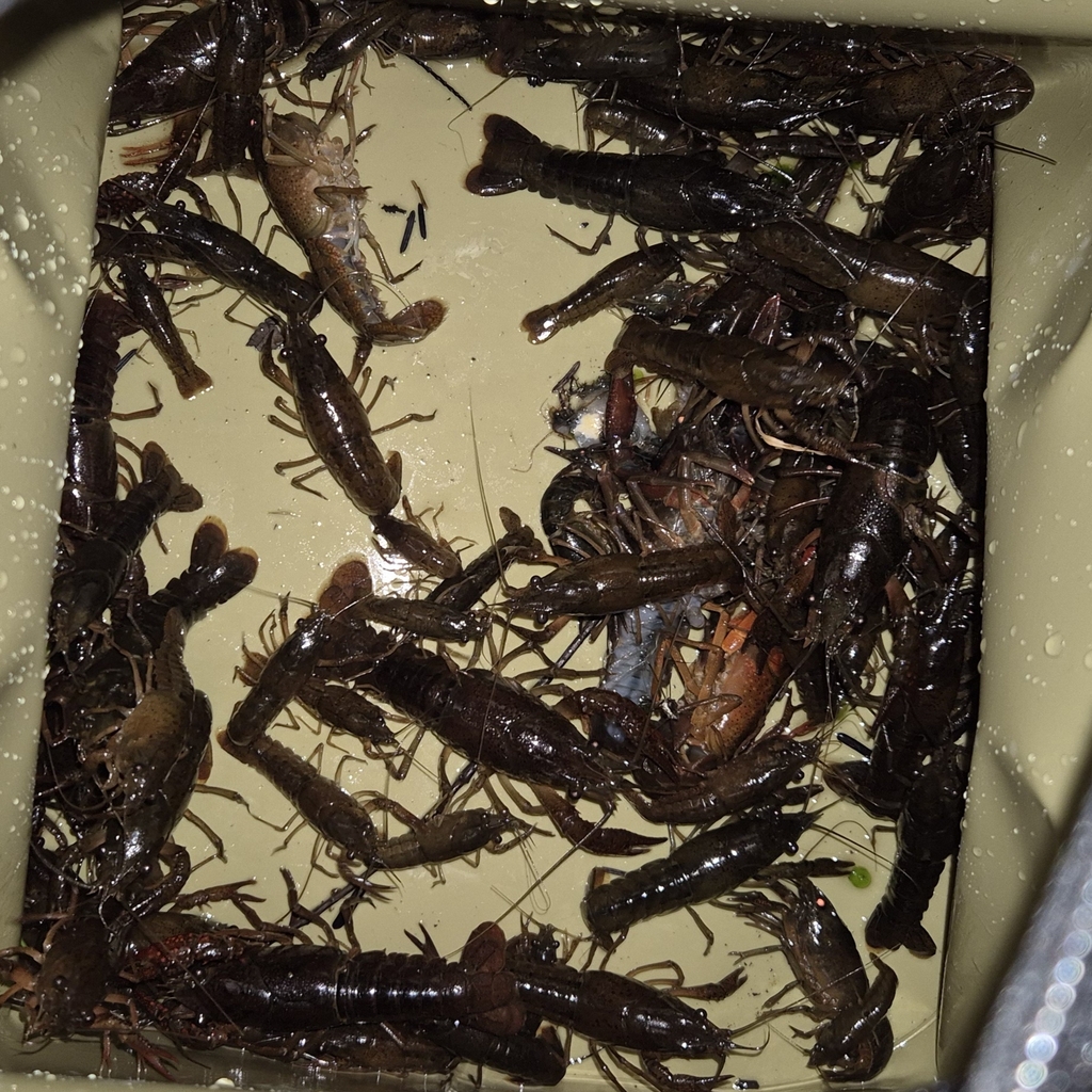 Red Swamp Crayfish in June 2025 by e2gb · iNaturalist