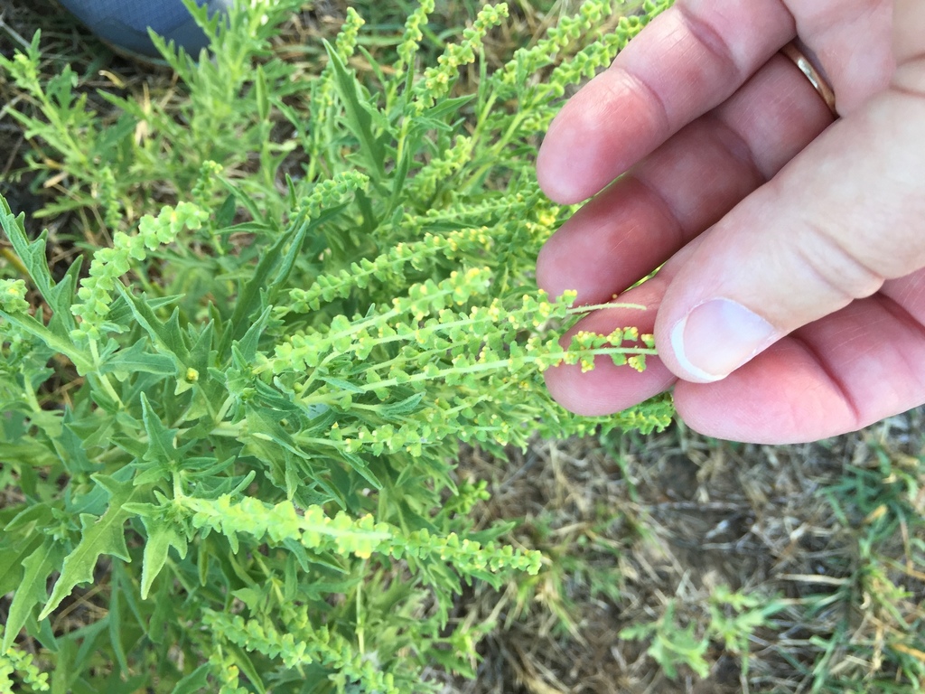 western ragweed from City View Dr, Wichita Falls, TX, US on September ...