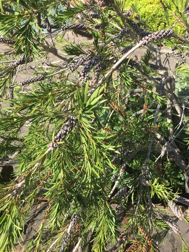 Observations by pendiz · iNaturalist