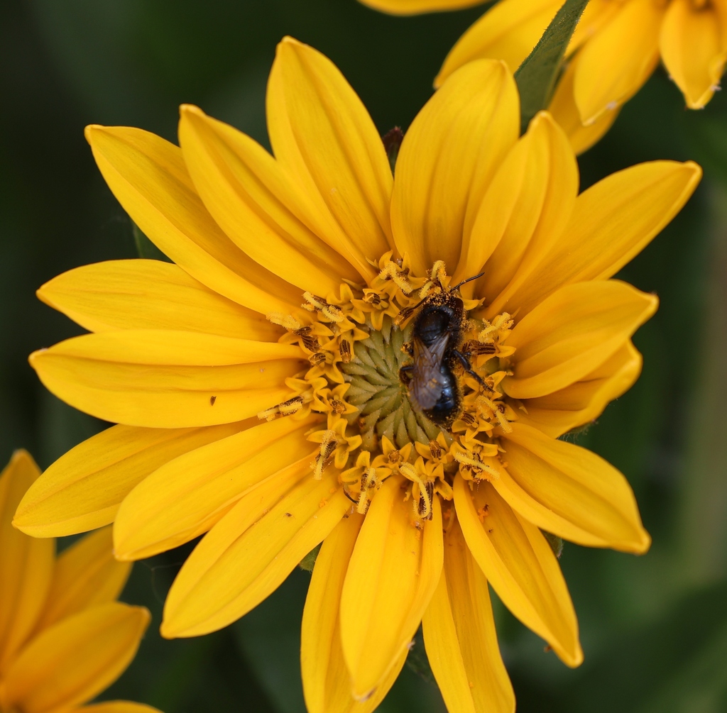 Bees from FBP Native Plant Nursery Lane County, OR, USA on June 5, 2025 ...