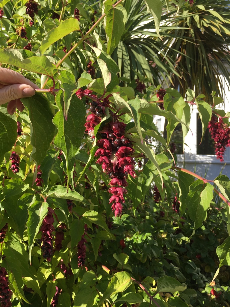 Himalayan honeysuckle from Great Britain, London, England, GB on ...