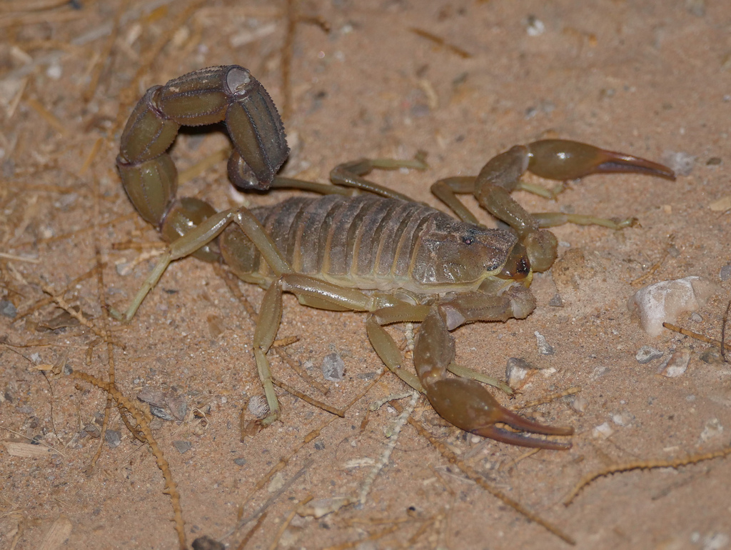 African fattail scorpion from Merzouga, Morocco on September 15, 2019 ...