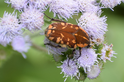 Clinteria confinis · iNaturalist