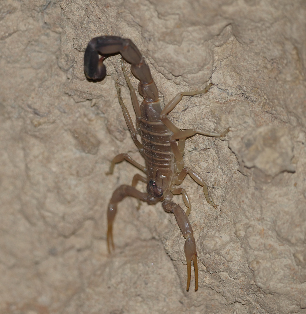 African fattail scorpion from Merzouga, Morocco on September 16, 2019 ...