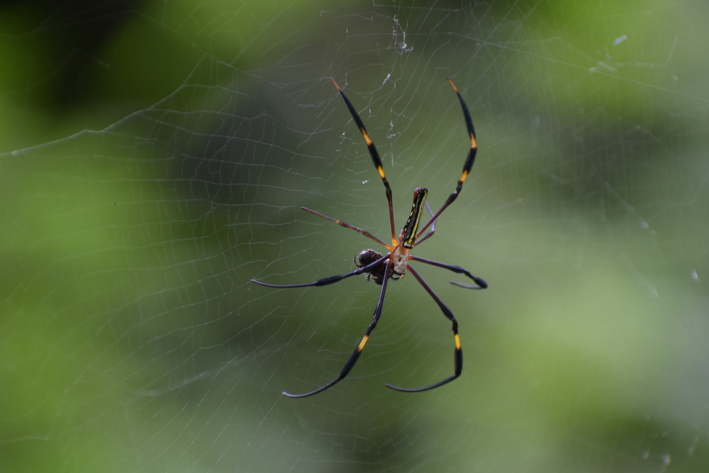 Giant Wood Spiders from Forest Research Institute, Dehradun ...
