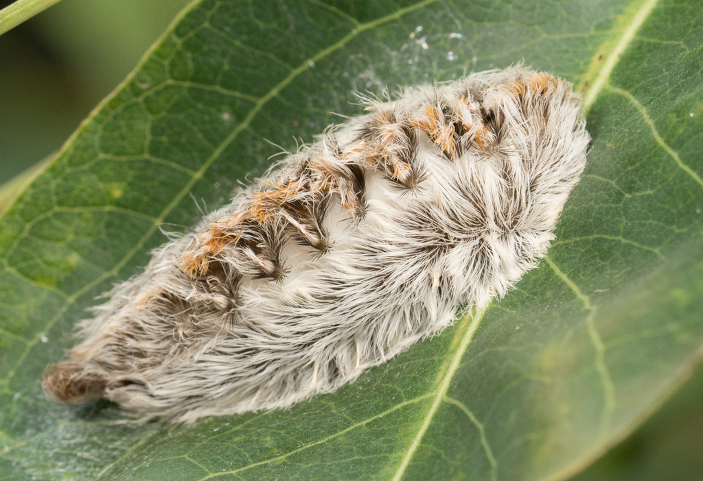 Southern Flannel Moth from Harris, Texas, United States on October 7 ...