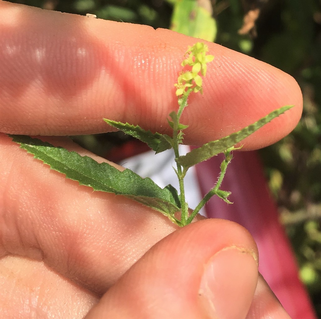 Betony-leaf Noseburn from Fayetteville, AR, USA on September 17, 2019 ...