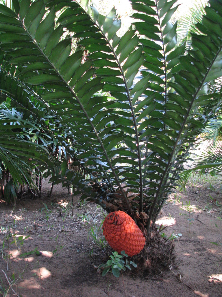 Cycads (Cycadales) - Botanical Realm