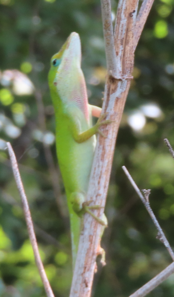 Green Anole from Round Rock, TX, USA on June 7, 2025 at 10:03 AM by ...