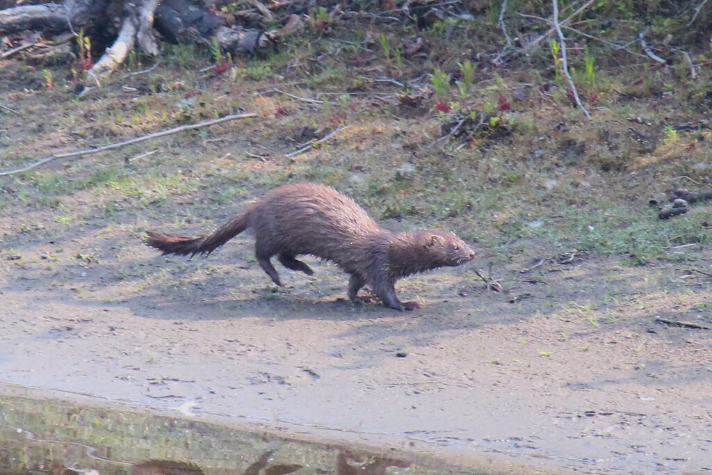 American Mink from Thunder Bay, ON, Canada on June 7, 2025 at 10:41 AM ...