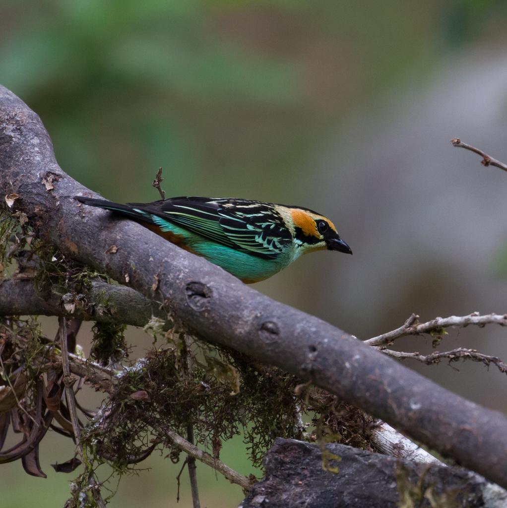 Golden-eared Tanager (Tangara chrysotis) - Avian Discovery