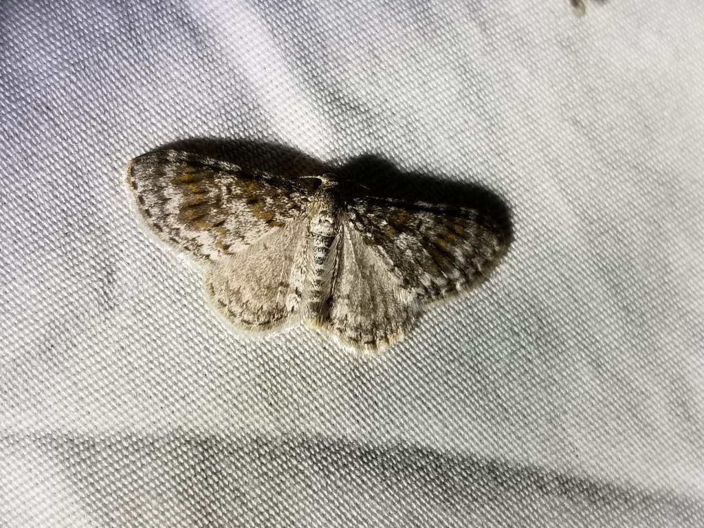 Hydrelia from Garrett, Maryland, United States on August 16, 2019 at 10 ...