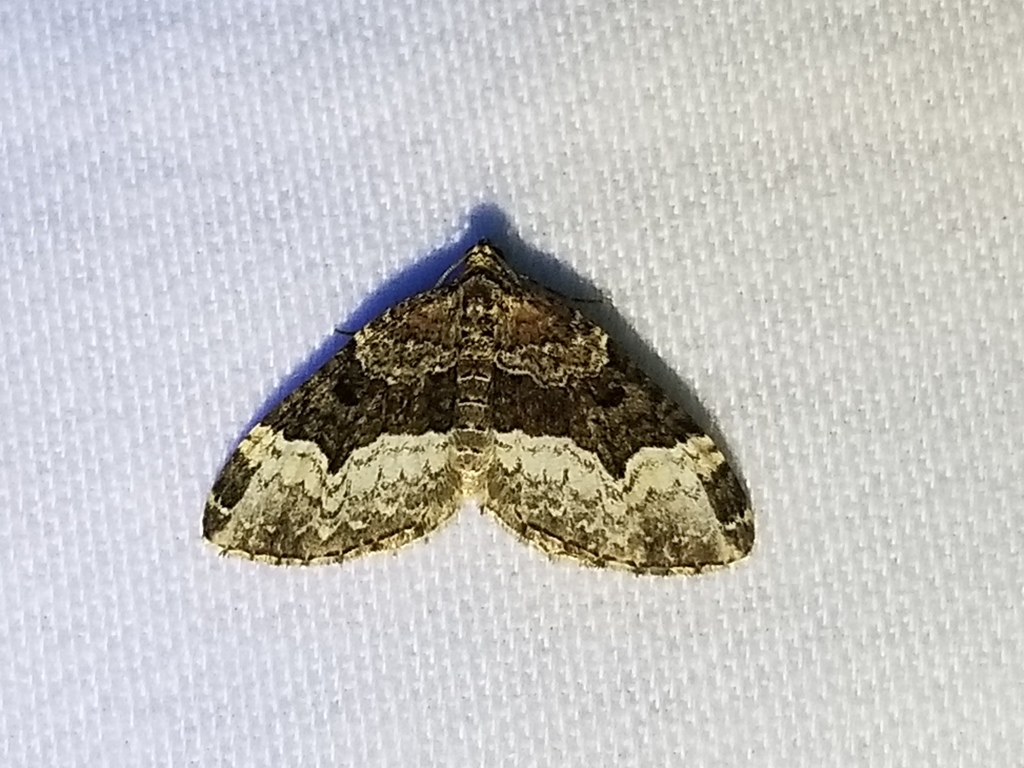 American Sharp-angled Carpet from Garrett County, MD, USA on August 16 ...