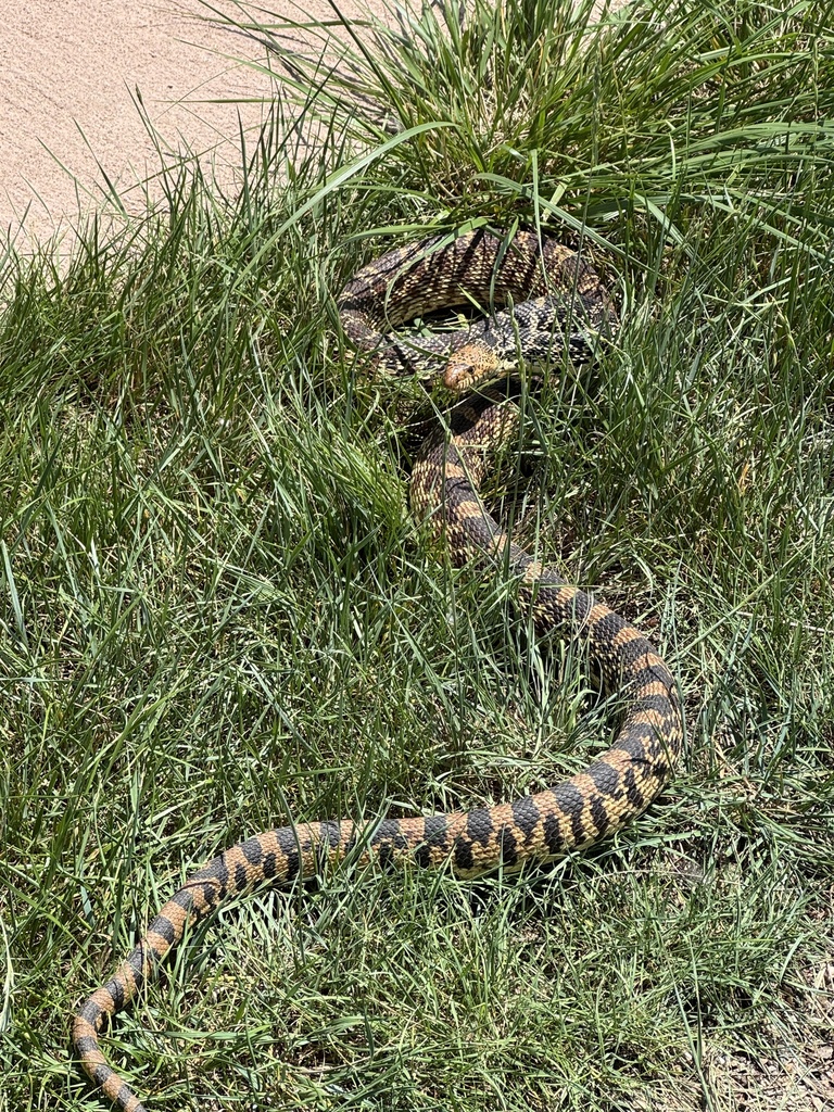 Bullsnake from Riverside Ave, Fort Collins, CO, US on June 07, 2025 at ...