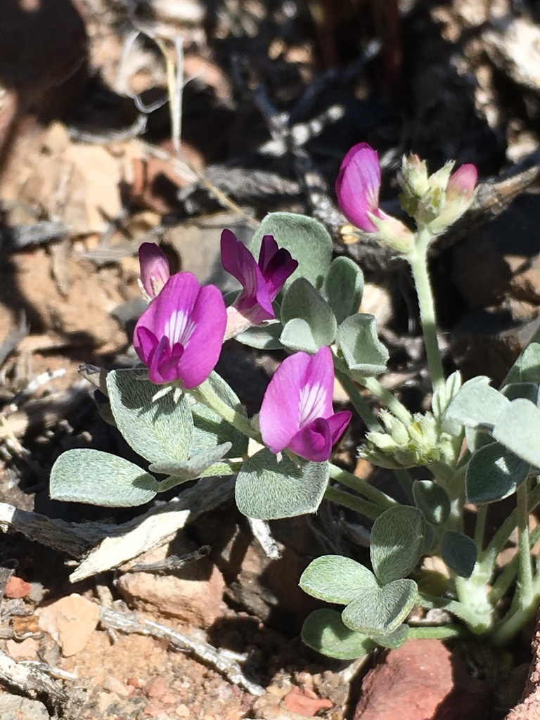 Mojave Milkvetch from Inyo, California, United States on April 13, 2019 ...