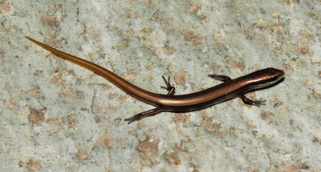 Ablepharus kitaibelii kitaibelii from Αττική, Ελλάδα on September 18 ...