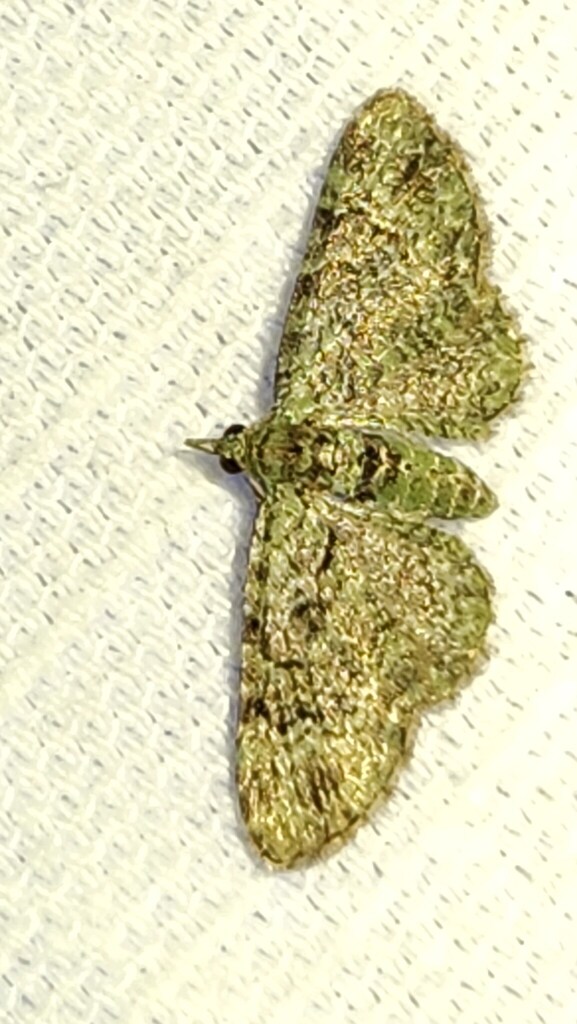 Green Pug from Howard County, MD, USA on June 06, 2025 at 11:41 PM by ...
