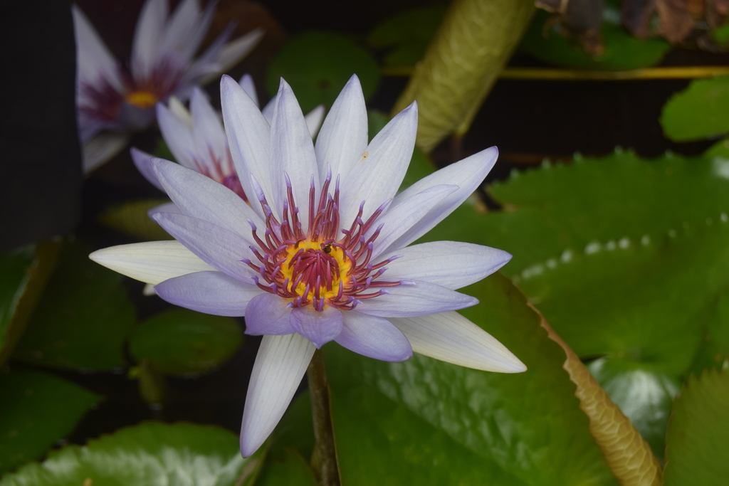 Water Lily (Indiana Pesticide Plants) · iNaturalist