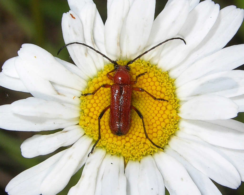 Sutured Longhorn Beetle from Arrowhead, Durham, NC 27705, USA on June 2 ...
