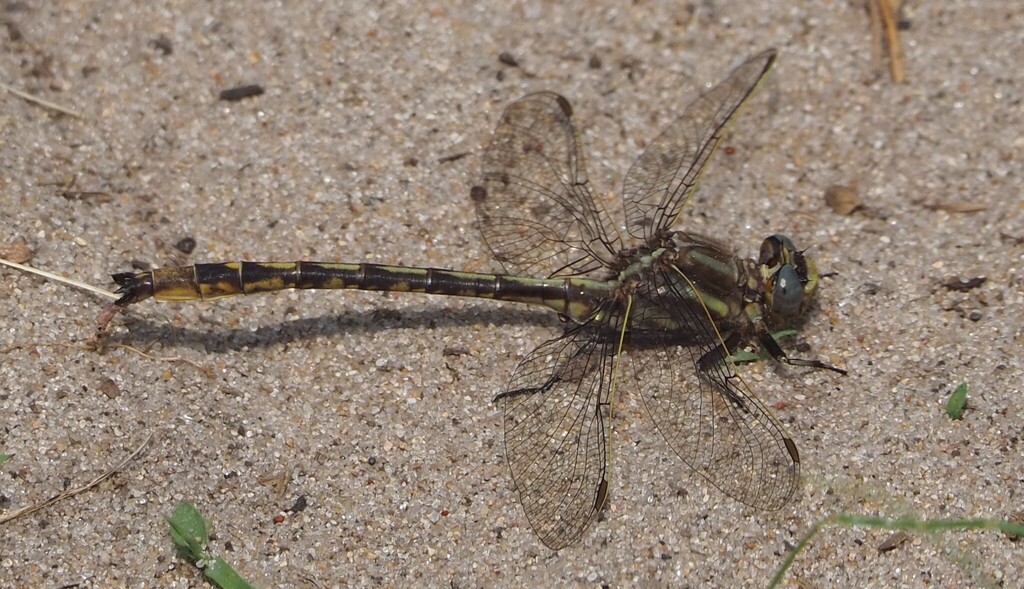 Dusky Clubtail from Anoka County, US-MN, US on June 07, 2025 at 03:14 ...