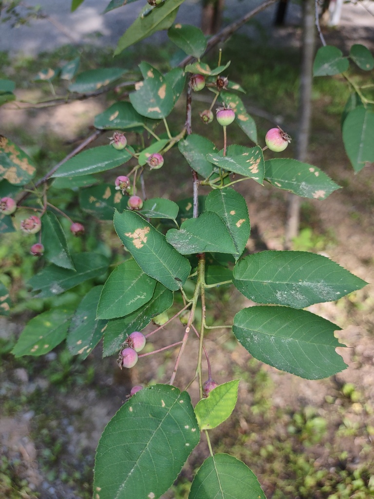 serviceberries from Colonel Denning State Park, 1599 Doubling Gap Rd ...