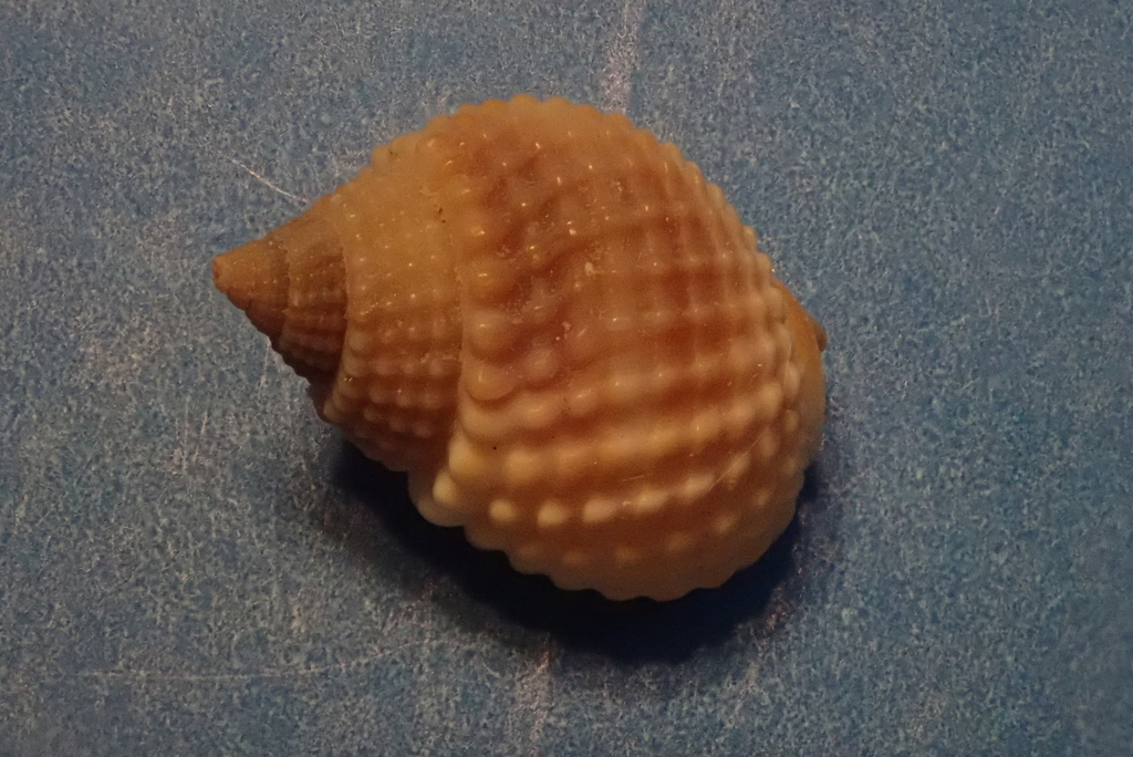 Nassarius conoidalis from Mauritius on February 03, 1975 at 08:12 AM by ...