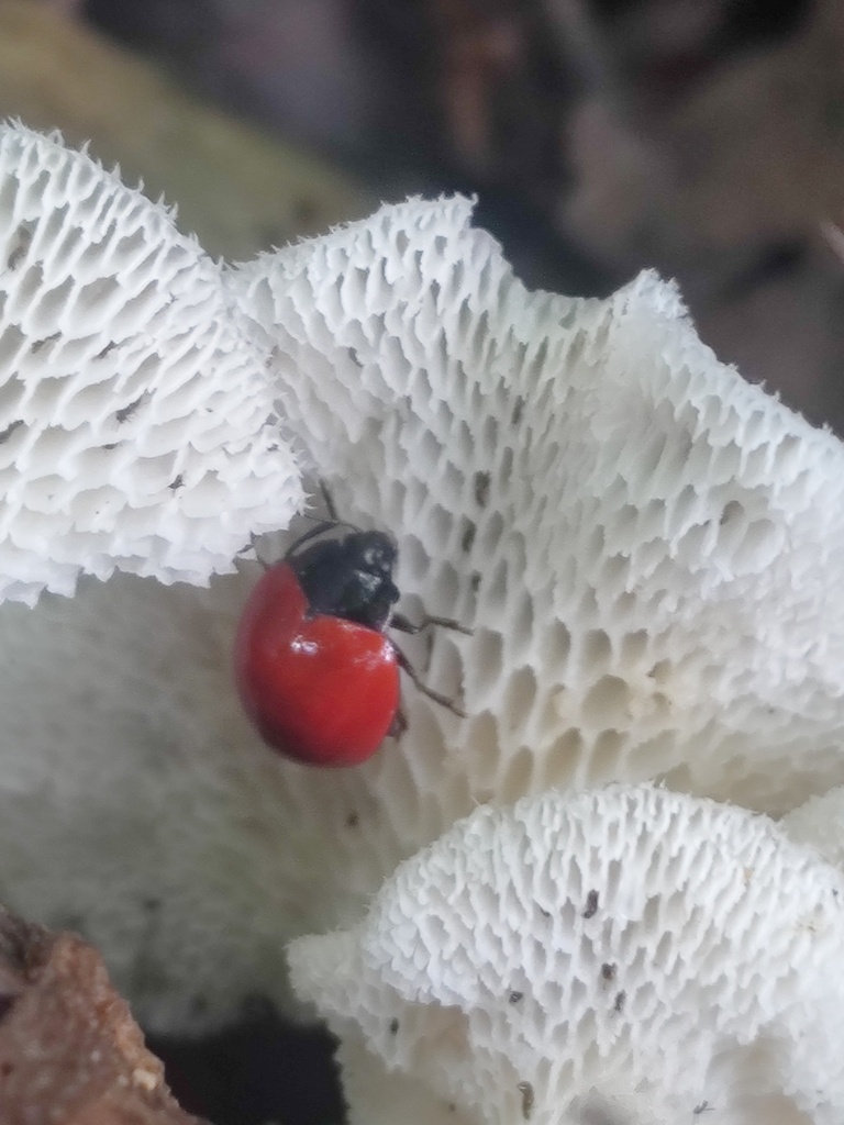Cucujiform Beetles from Pijijiapan, Chis., México on June 6, 2025 at 09 ...