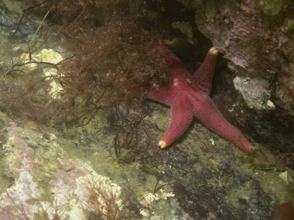 Northern Blood Star from Gloucester, MA, USA on June 04, 2025 at 10:58 ...