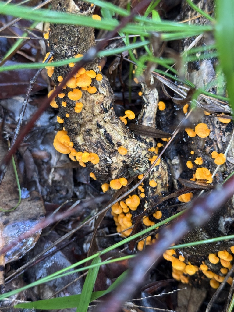 orange pore fungus from Bussell Hwy, Margaret River, WA, AU on June 4 ...