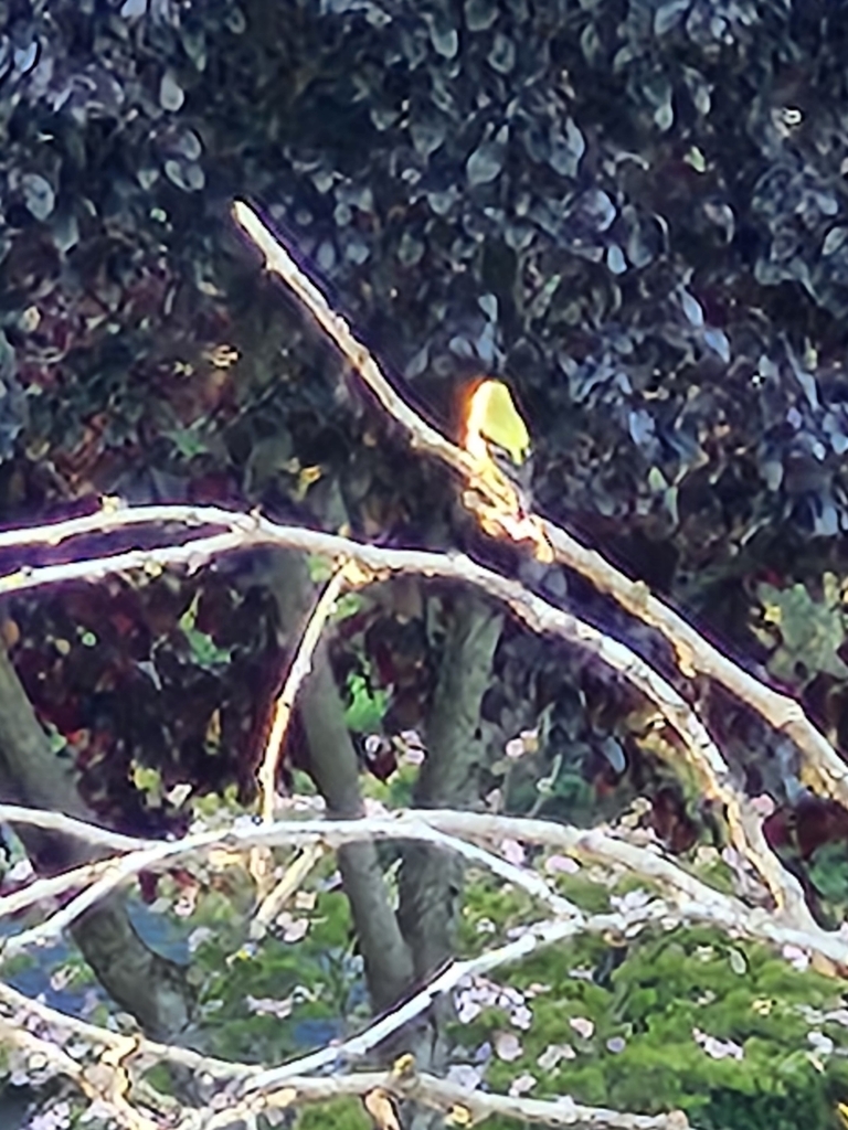 American Goldfinch from McMinnville, OR 97128, USA on June 7, 2025 at ...