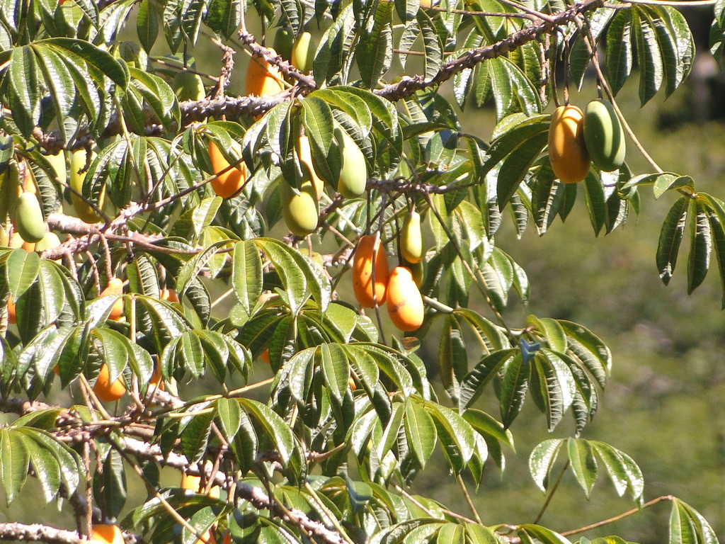 Wild Papaya (Jacaratia spinosa) - Botanical Realm